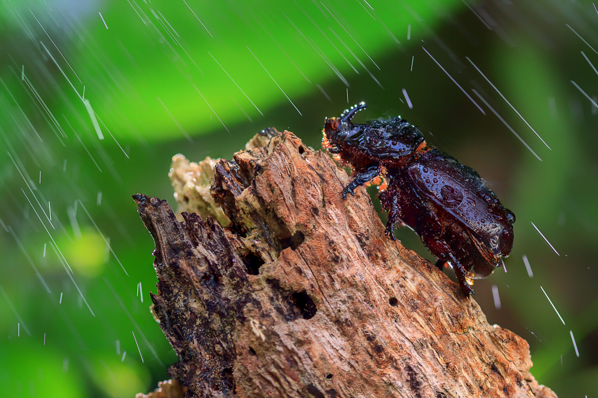 Coconut Rhinoceros Beetle - Zooming in on Biodiversity